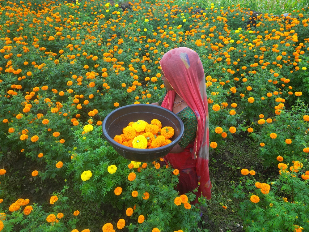 What we do | Seva Mandir